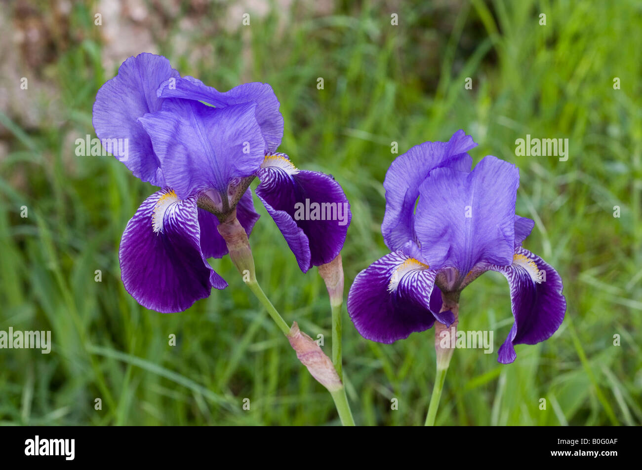 Iris xiphioides Banque de photographies et d’images à haute résolution ...