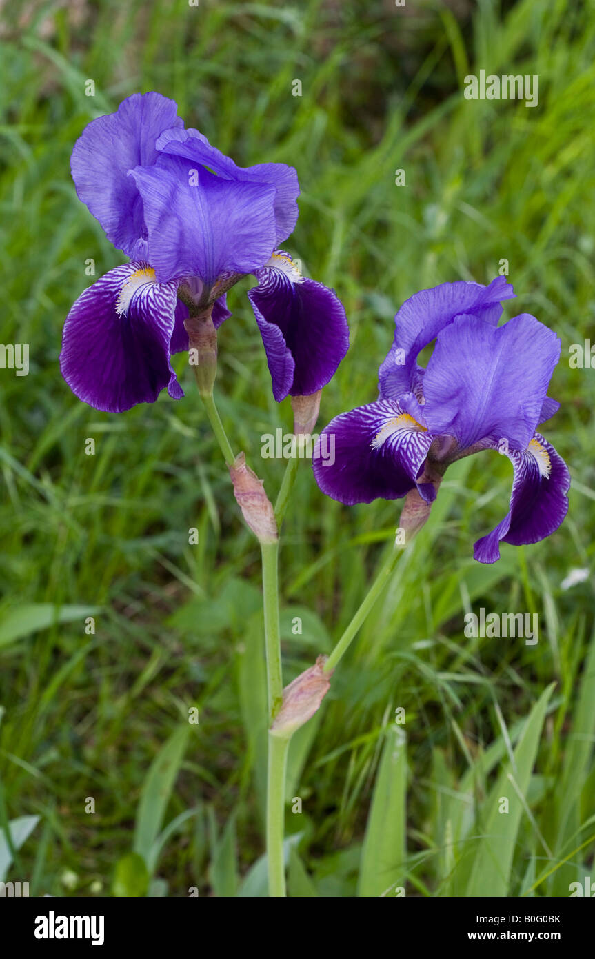Iris xiphioides Banque de photographies et d’images à haute résolution ...