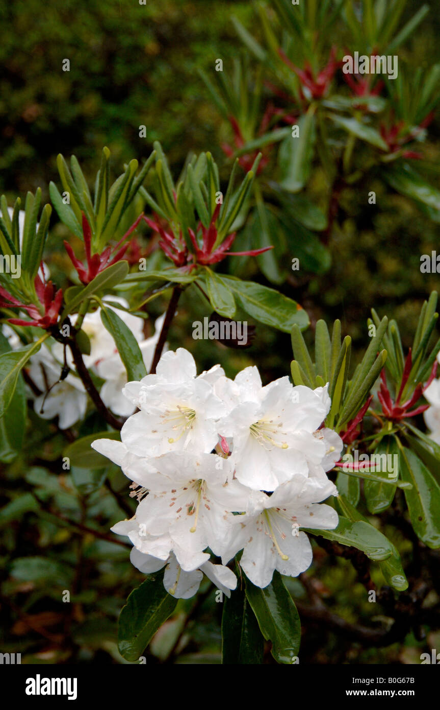 Rhododendron decorum Banque de photographies et d’images à haute ...