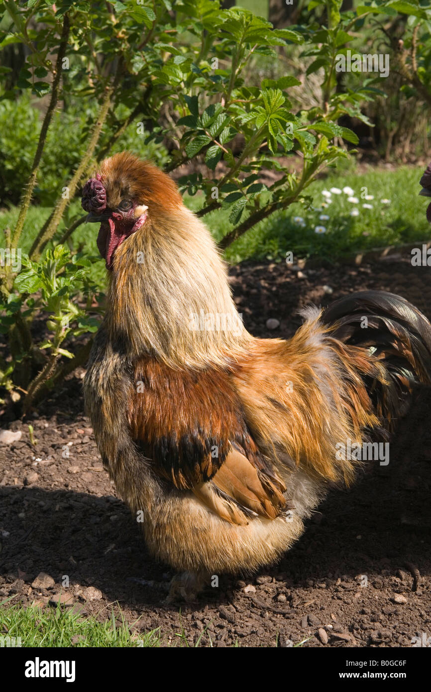 Silkie chicken Banque de photographies et d’images à haute résolution ...