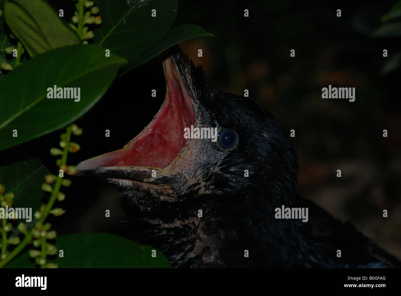 Cri de corbeau Banque de photographies et d’images à haute résolution ...