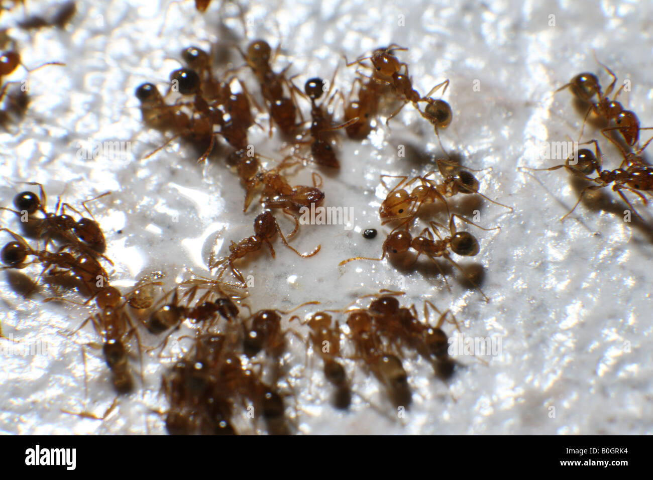 Fourmis soldats Banque de photographies et d’images à haute résolution ...