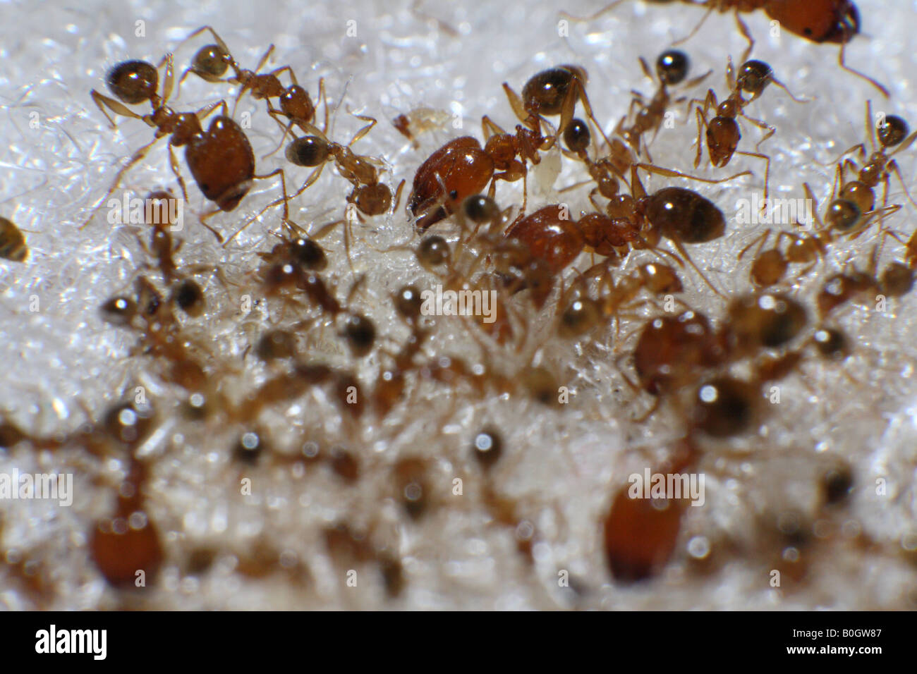 Fourmis soldats Banque de photographies et d’images à haute résolution ...