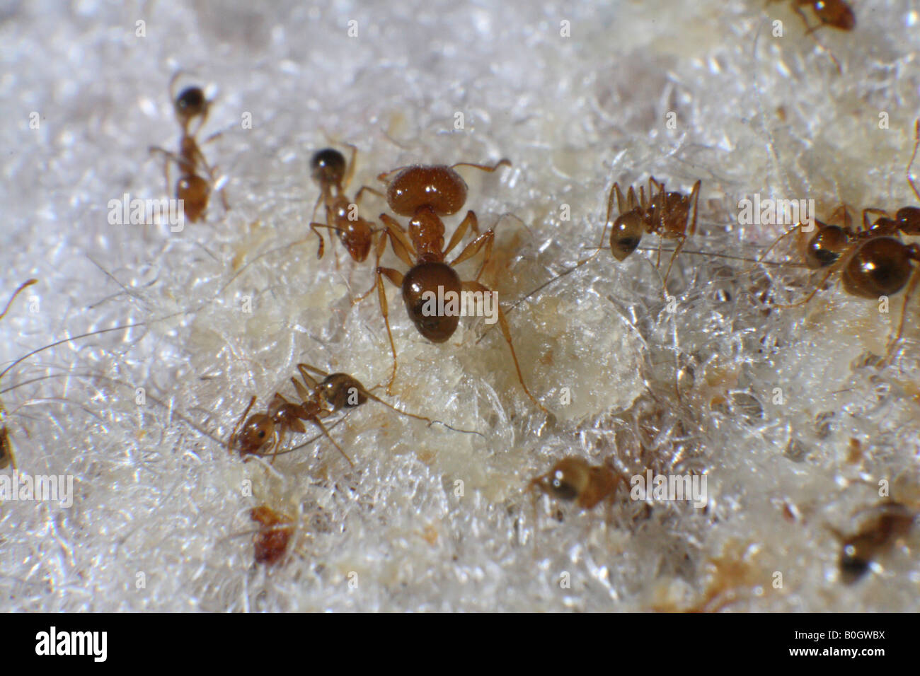 Fourmis soldats Banque de photographies et d’images à haute résolution ...