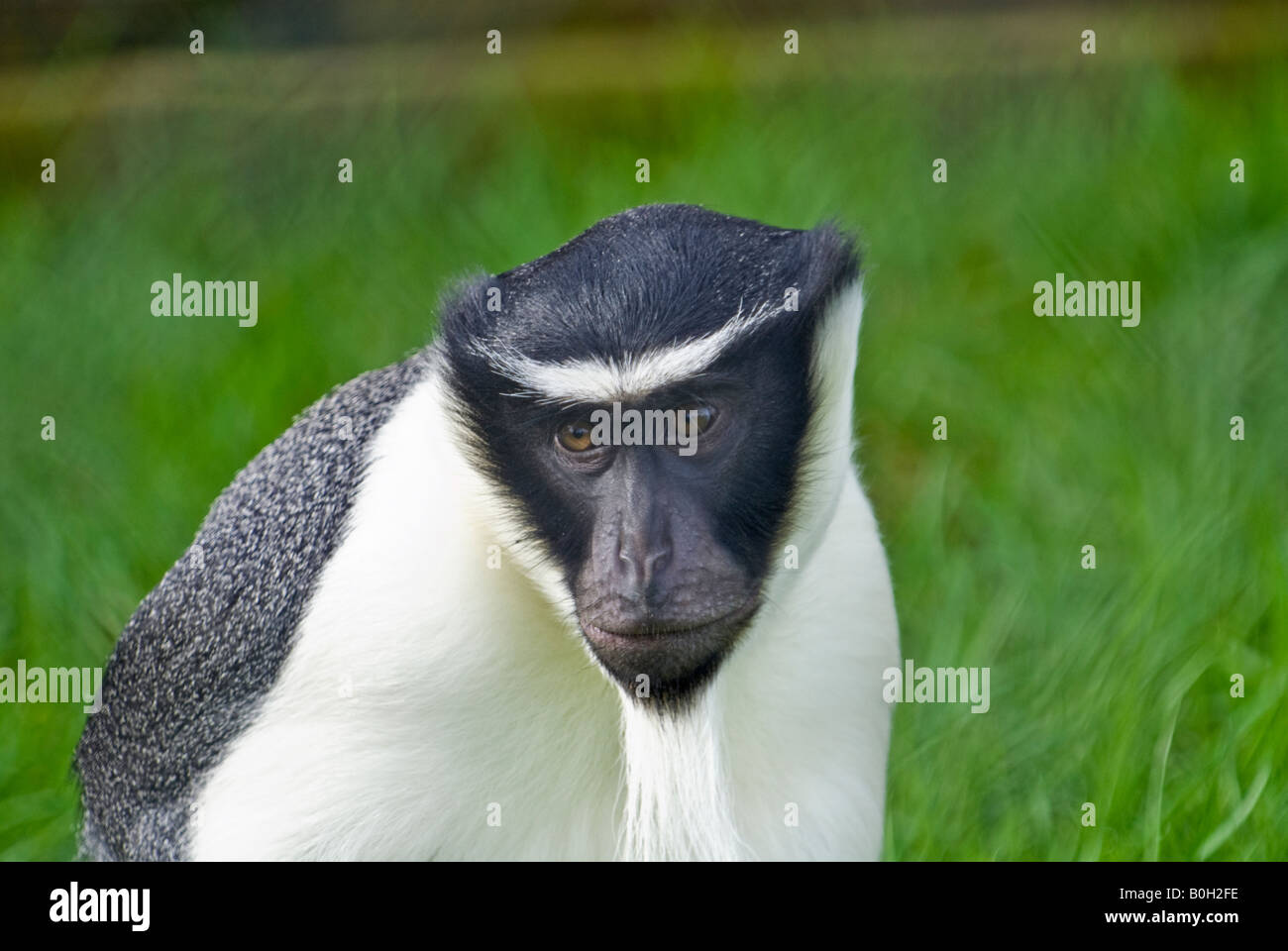 Diana monkey cercopithecus diana diana Banque de photographies et d ...