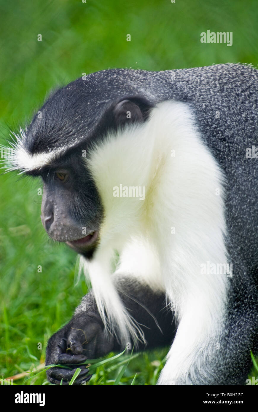Diana monkey Banque de photographies et d’images à haute résolution - Alamy