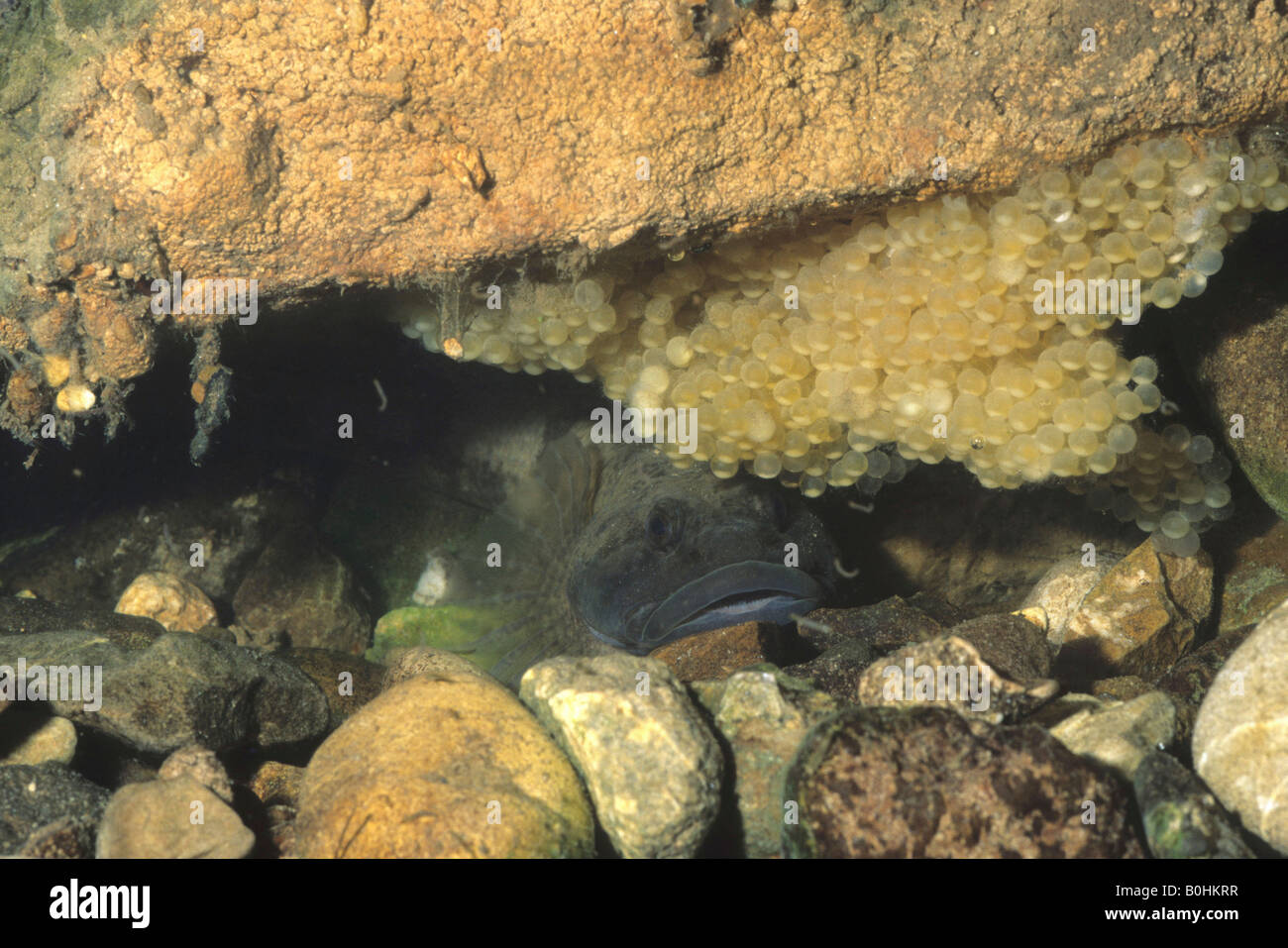 Cottus gobio Banque de photographies et d’images à haute résolution - Alamy
