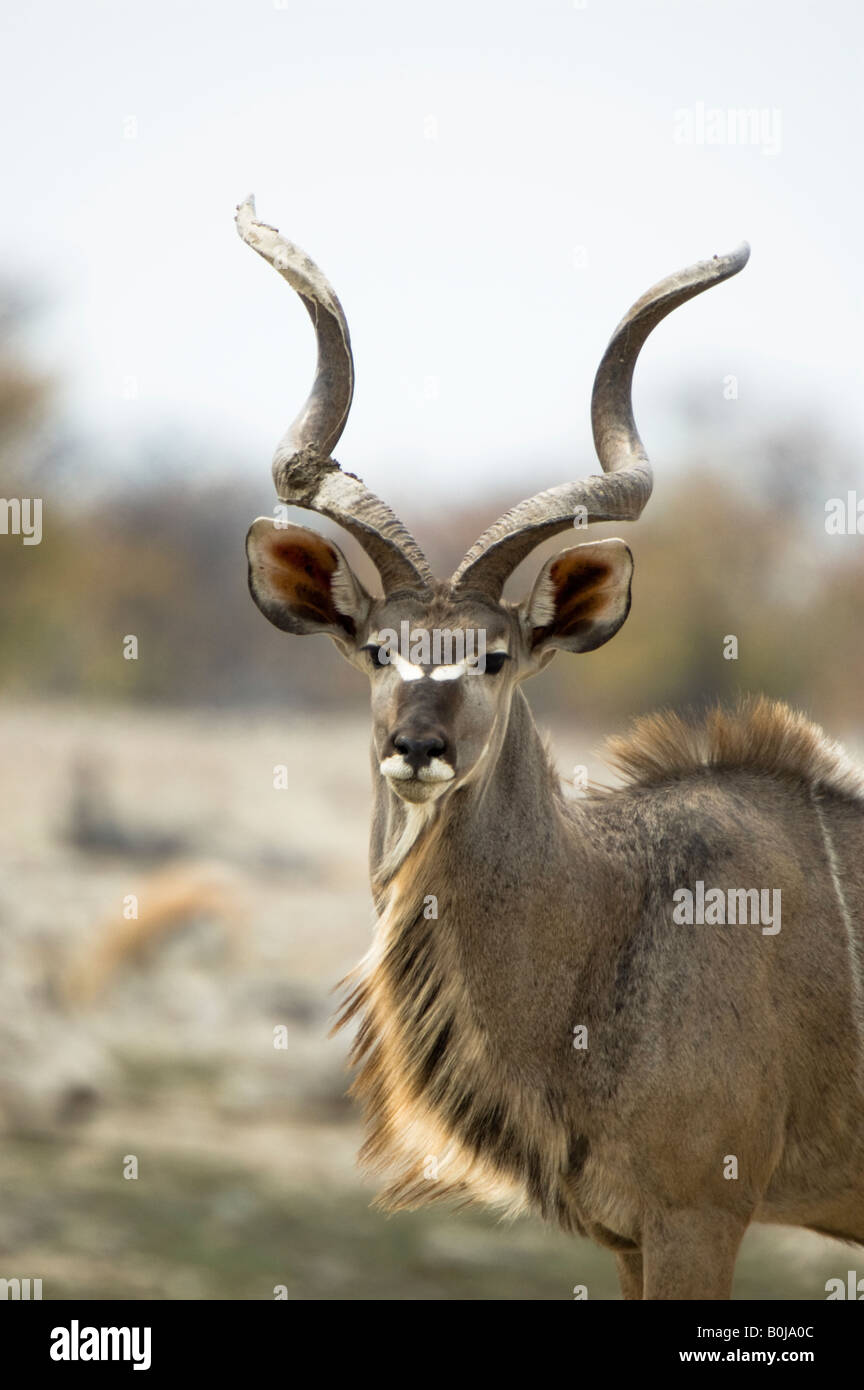 Antilope grand koudou africaine Banque de photographies et d’images à ...