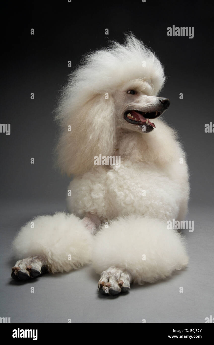 Caniche royal blanc Banque de photographies et d’images à haute ...
