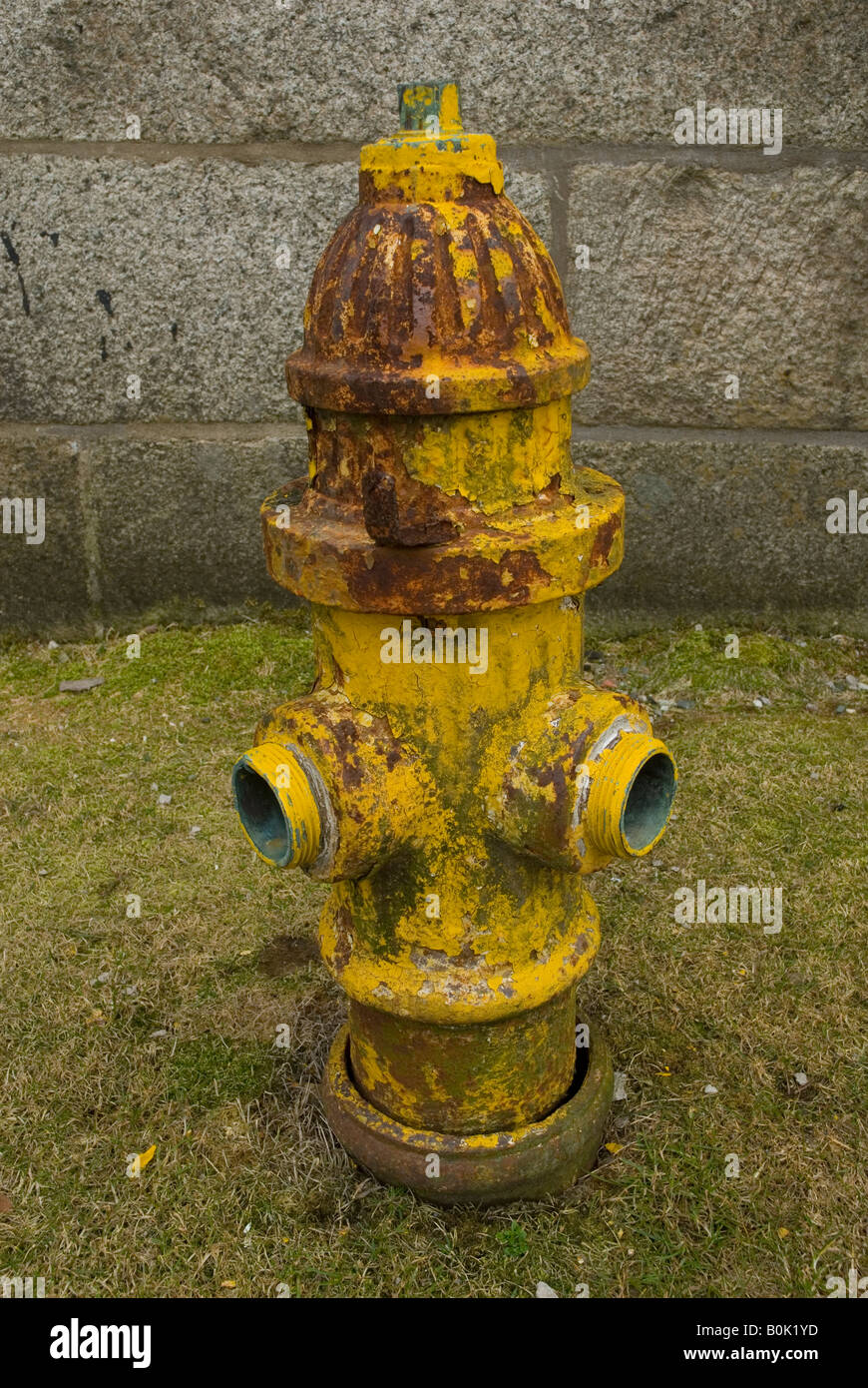 Connexion siamoise Banque de photographies et d’images à haute ...