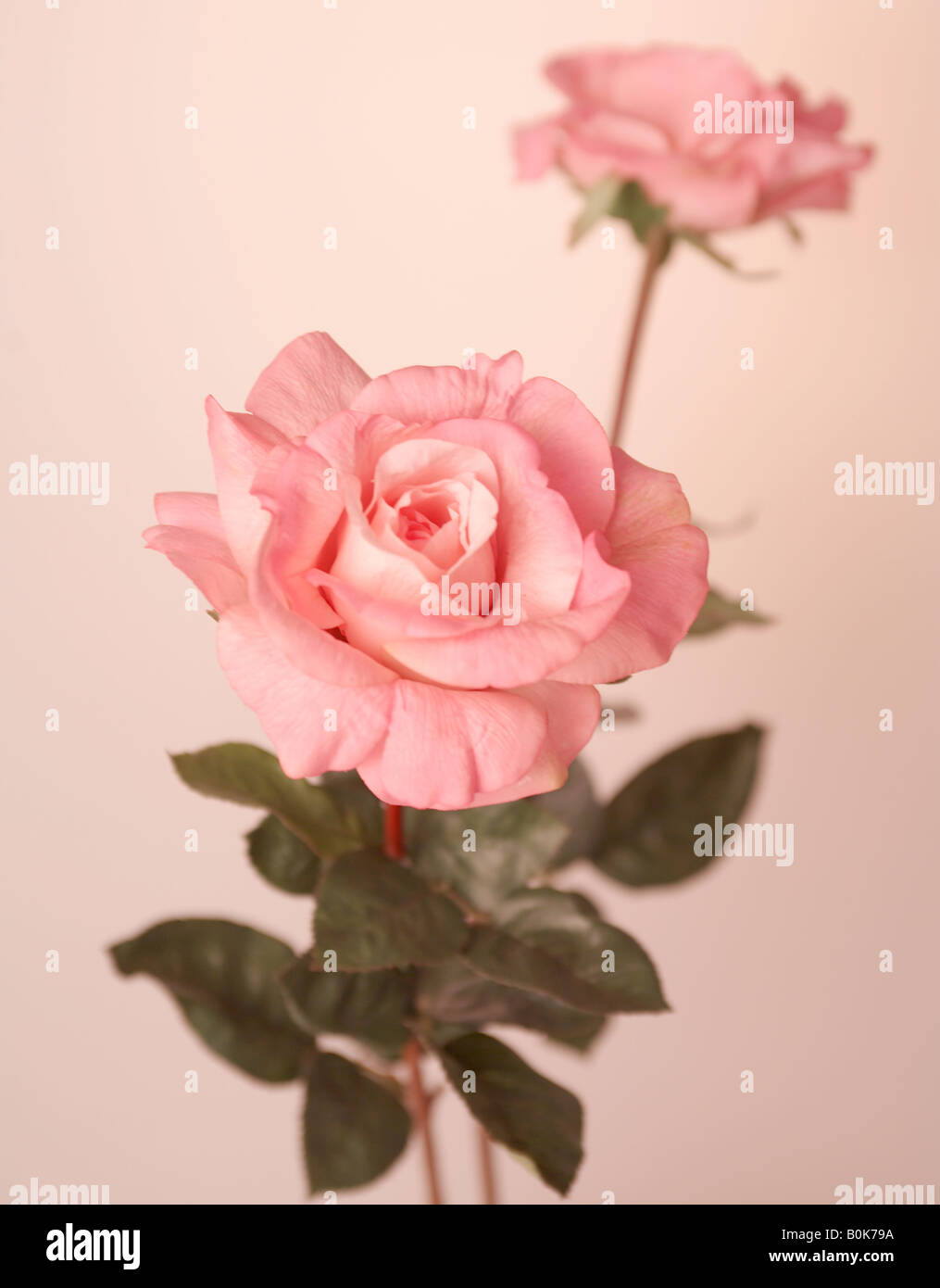 Deux Roses Roses Banque d'image et photos - Alamy