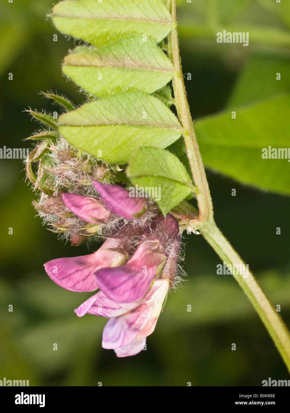 Vicia sativa Banque de photographies et d’images à haute résolution - Alamy