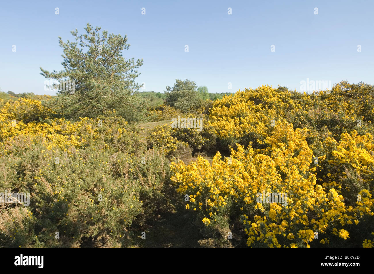 Ajonc en fleurs Banque d'image et photos - Alamy