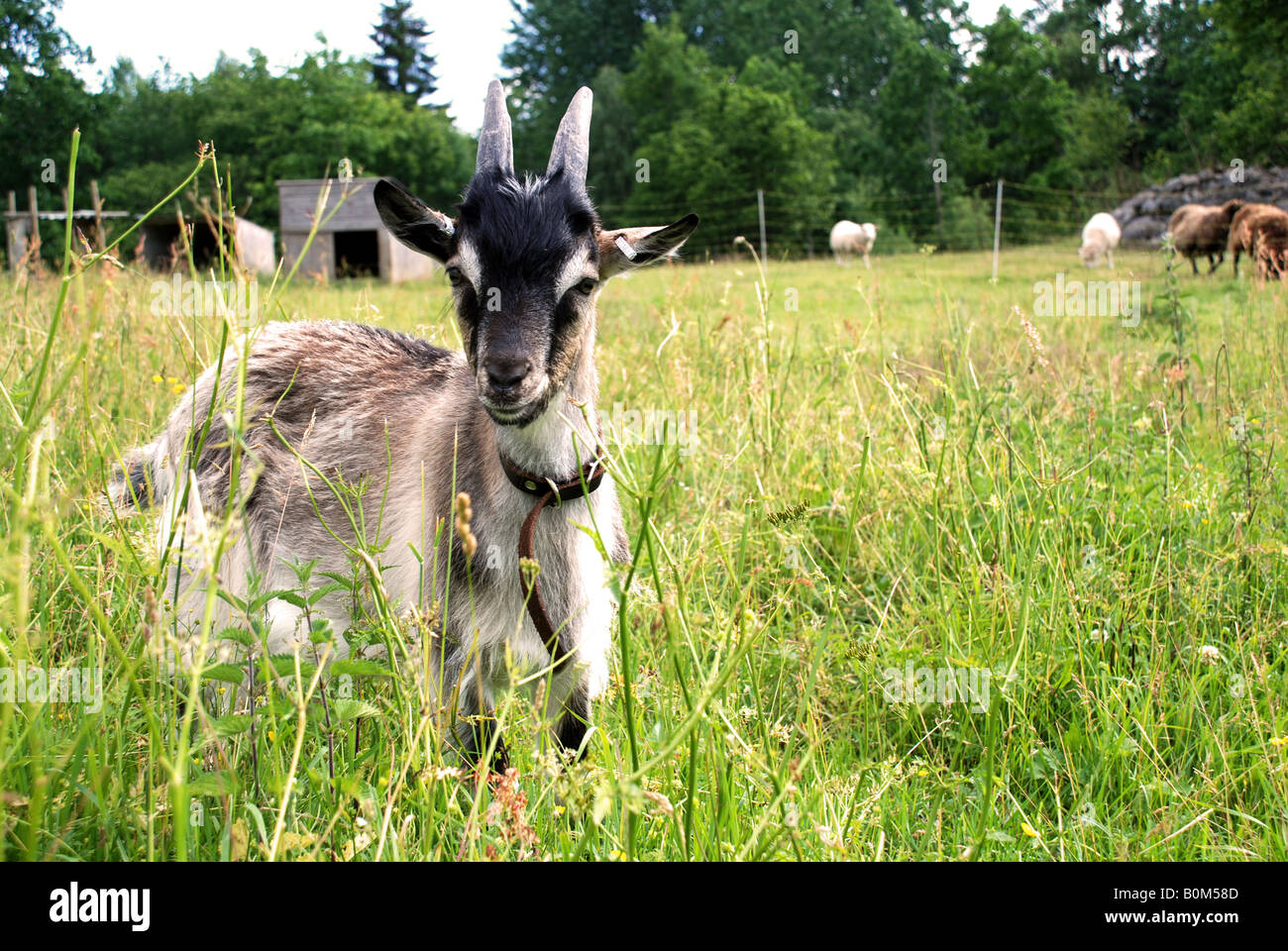 Goat buck Banque de photographies et d’images à haute résolution - Alamy
