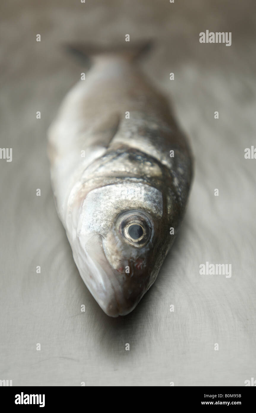 Poisson de queue Banque de photographies et d’images à haute résolution ...