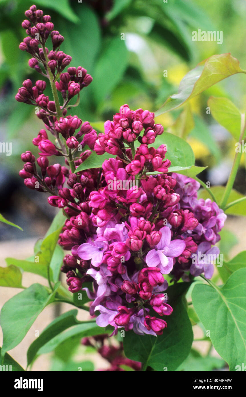 Syringa vulgaris prince wolkonsky Banque de photographies et d’images à ...