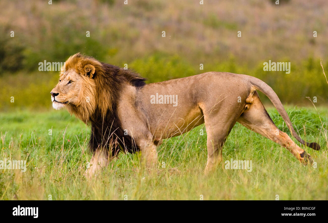 Male lion running Banque de photographies et d’images à haute ...
