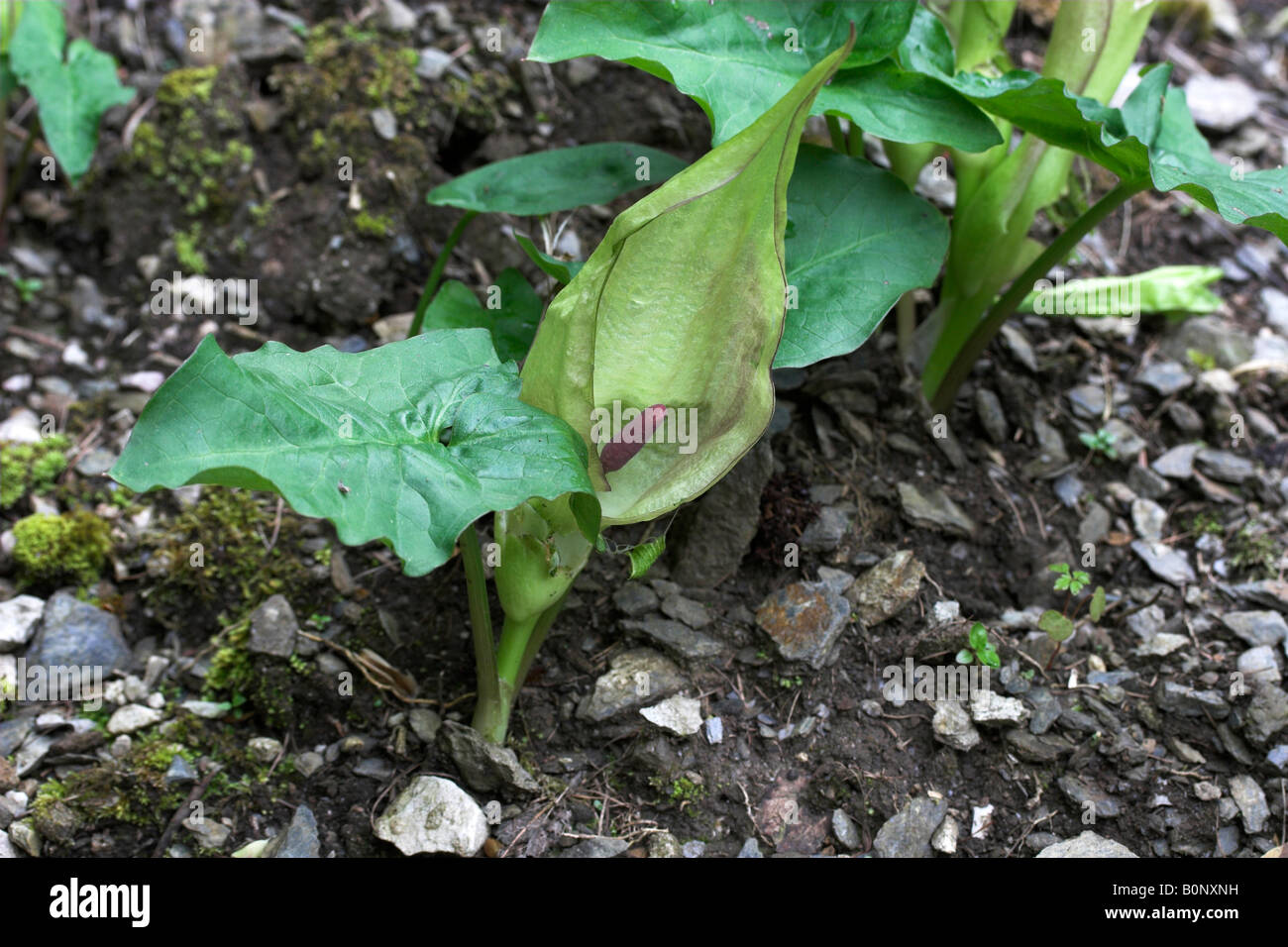 Purple arum Banque de photographies et d’images à haute résolution - Alamy