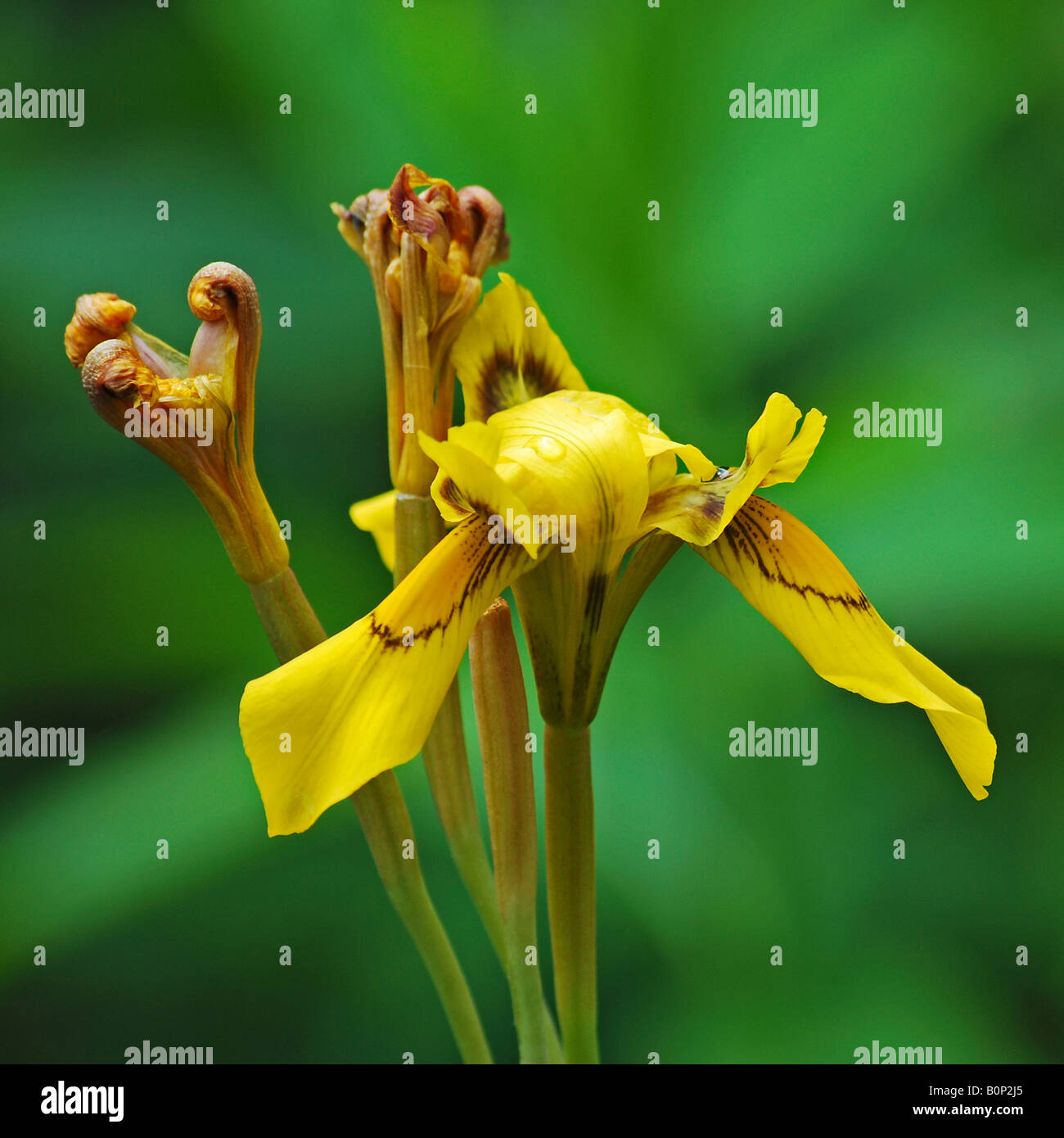 Moraea huttonii Banque de photographies et d’images à haute résolution ...