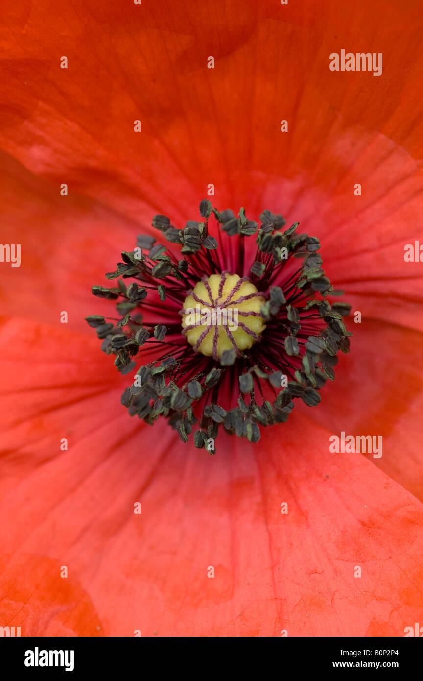 Coquelicot rouge Banque de photographies et d’images à haute résolution ...