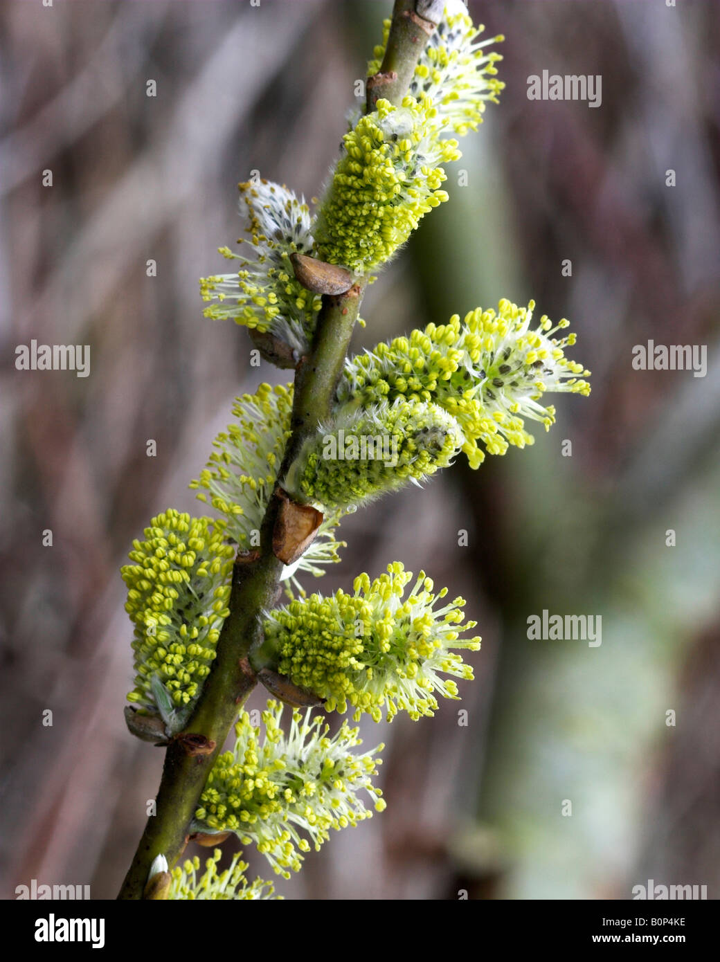 Chatons de saule de chèvre ou gris jaunâtre ou Pussy willow Salix ...