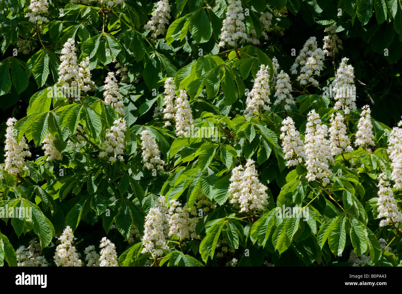 Fleurs de marronnier Banque de photographies et d’images à haute ...