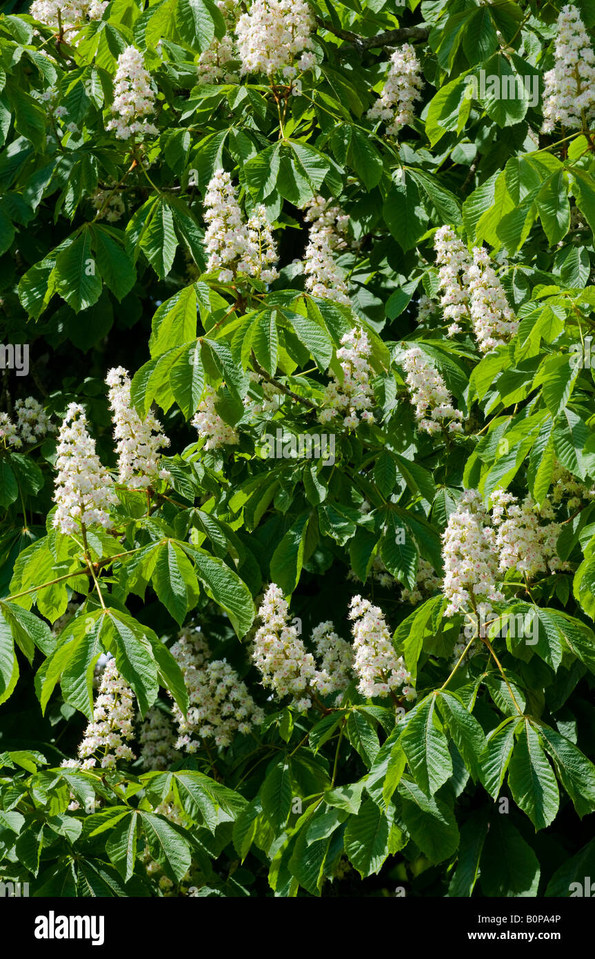 Fleurs de marronnier Banque de photographies et d’images à haute ...