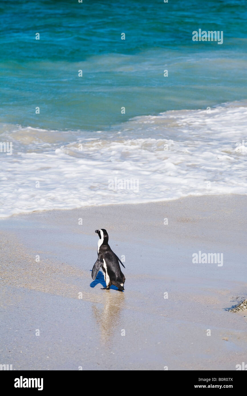 Pingouins africains sur la plage Banque de photographies et d’images à ...