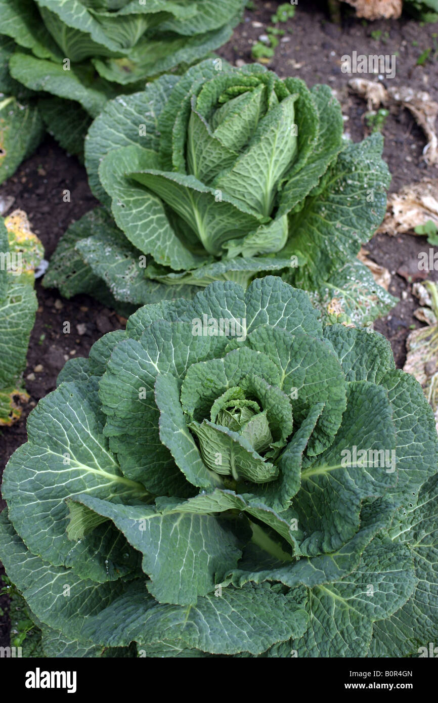 English organic cabbage Banque de photographies et d’images à haute ...