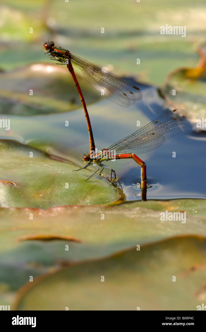 Accouplement de demoiselle rouge Banque de photographies et d’images à ...