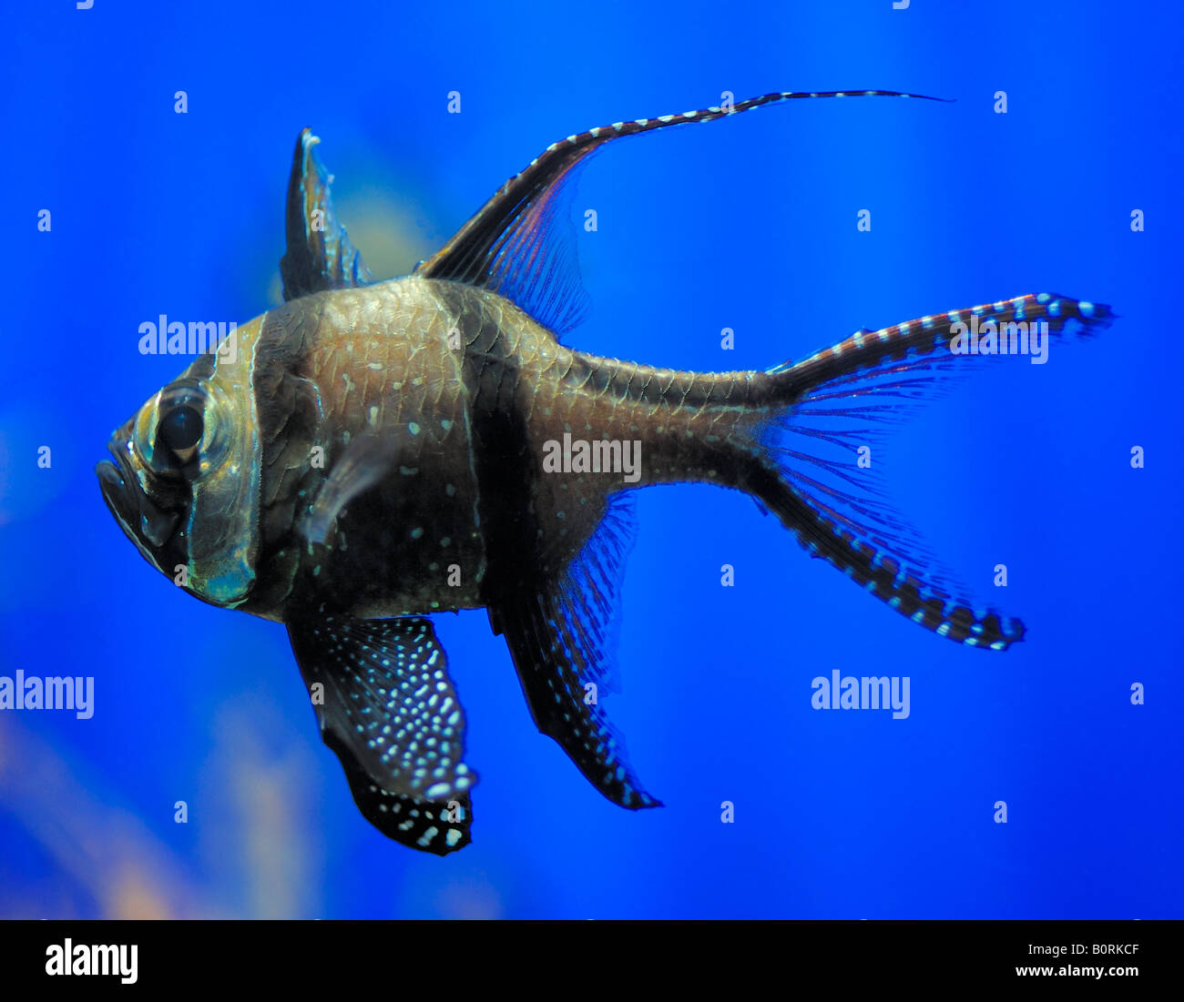Poisson bleu avec des taches noires Banque de photographies et d’images ...