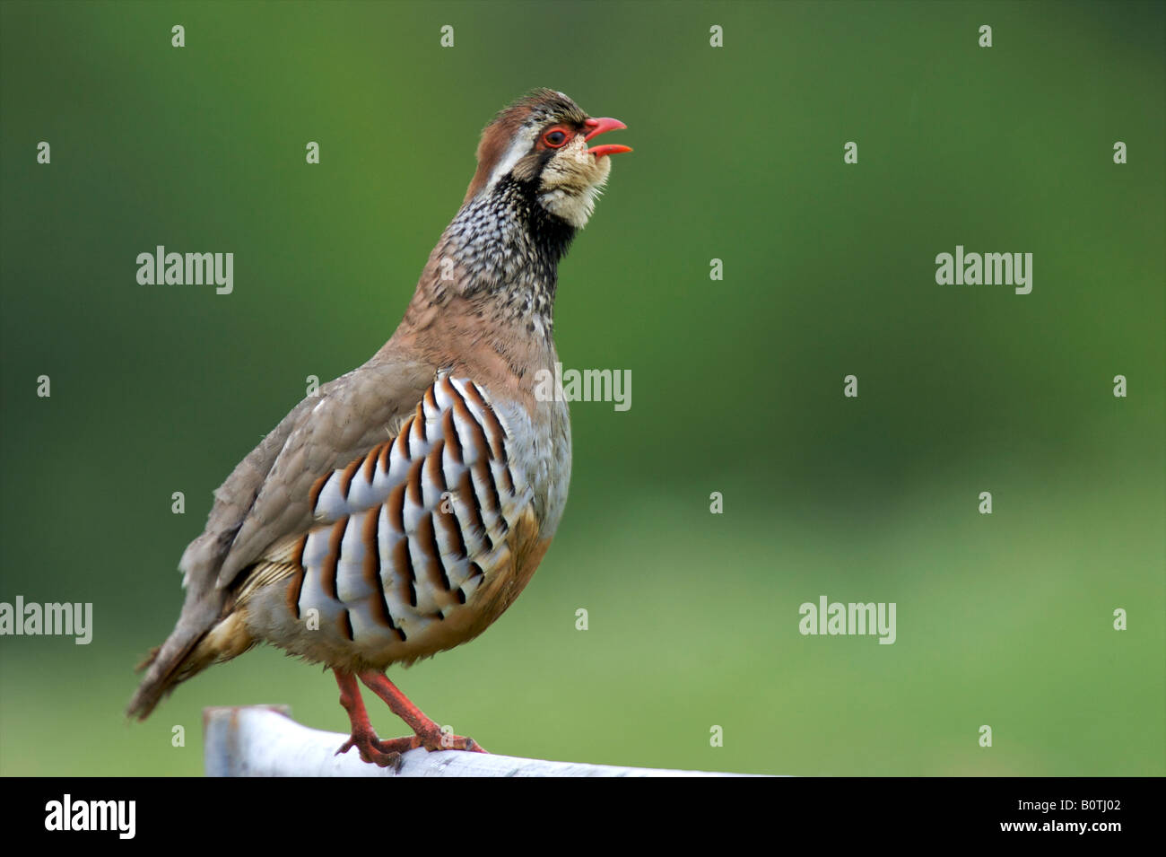 Perdrix rouge Banque de photographies et d’images à haute résolution ...