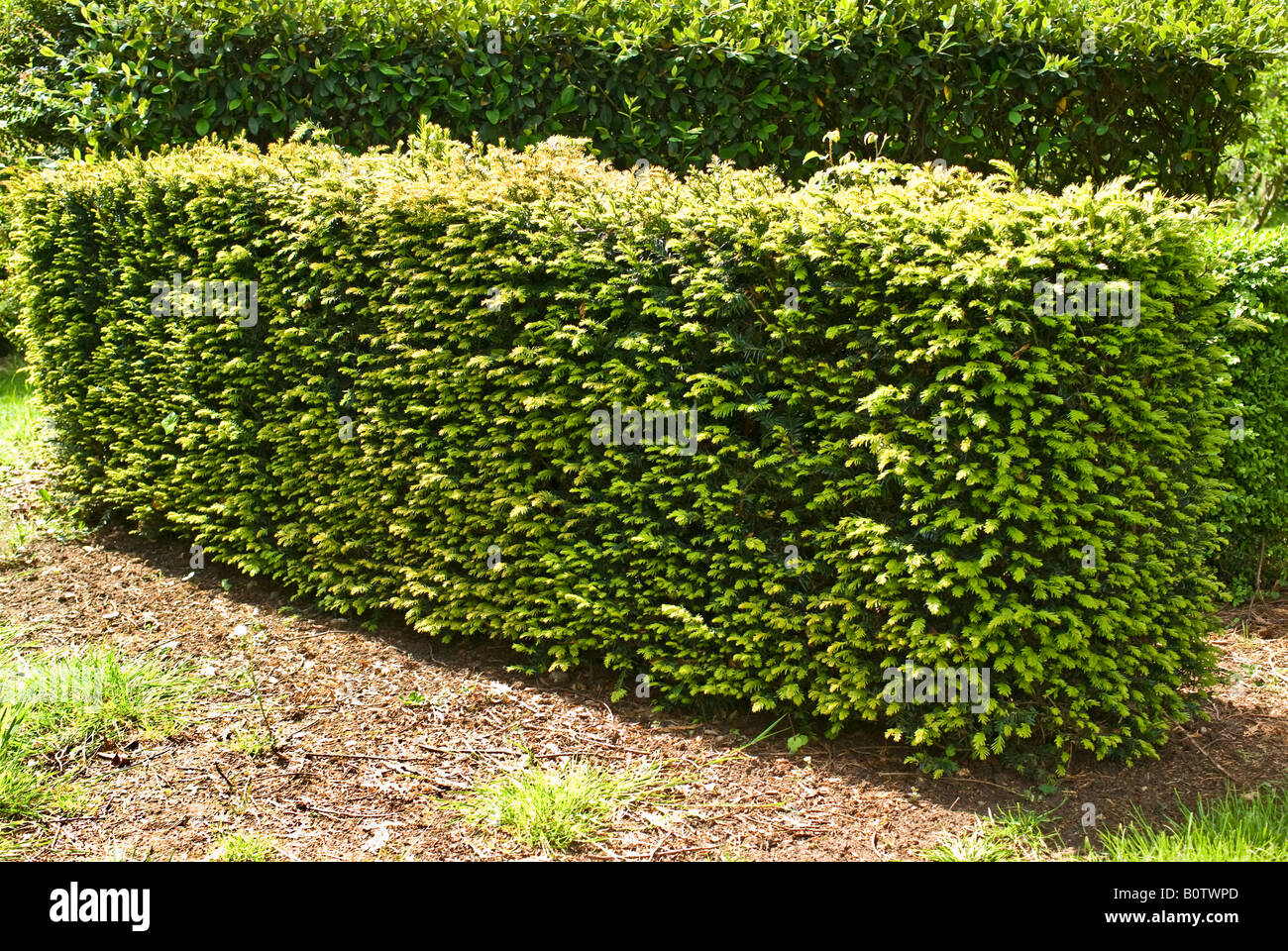 Haie d'If en mai Photo Stock - Alamy