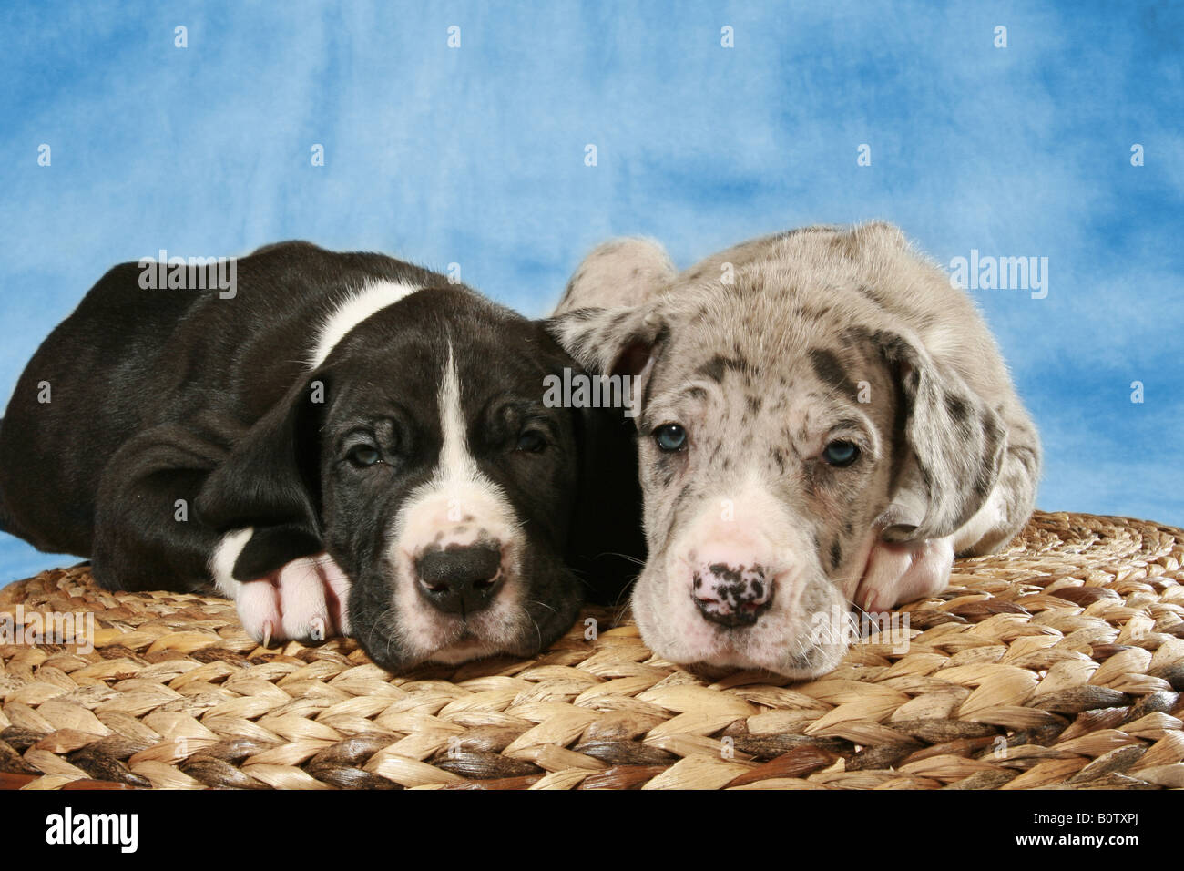 Grands chiens de grande taille Banque de photographies et d’images à ...