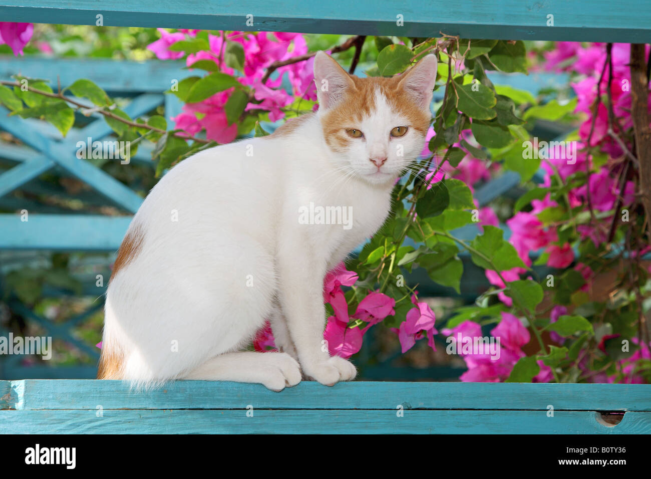 Chat assis de face Banque de photographies et d’images à haute ...