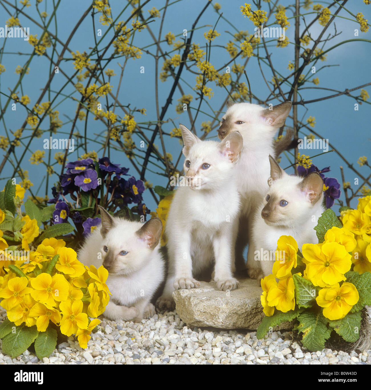 Quatre fleurs Banque de photographies et d’images à haute résolution - Alamy