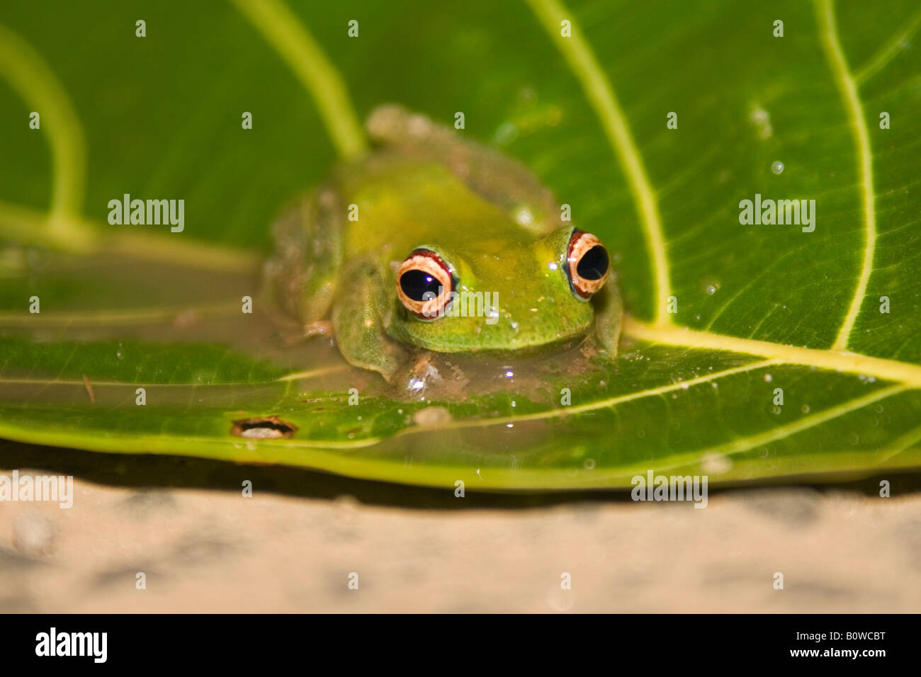 Grenouille malgache, blanc aux yeux brillants à lèvres noires (Boophis ...