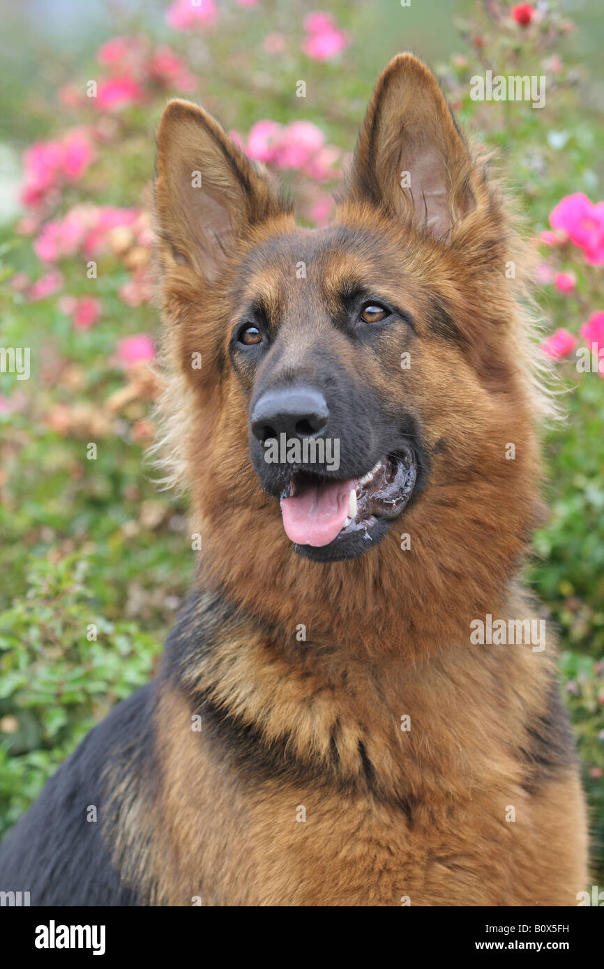 Vieux bergers allemands Banque de photographies et d’images à haute résolution - Alamy
