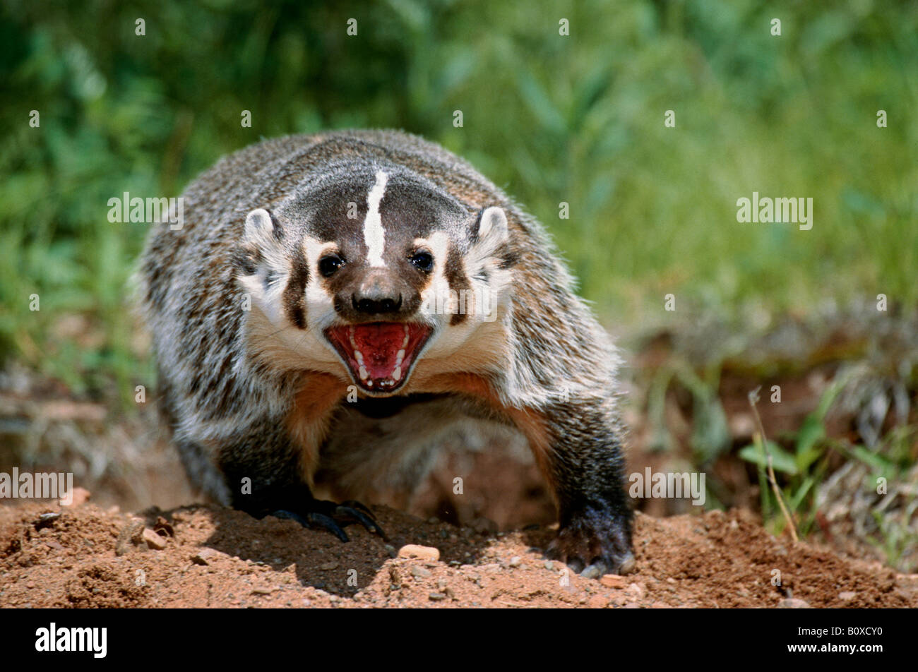 Le blaireau d'amérique du nord taxidea taxus Banque de photographies et ...