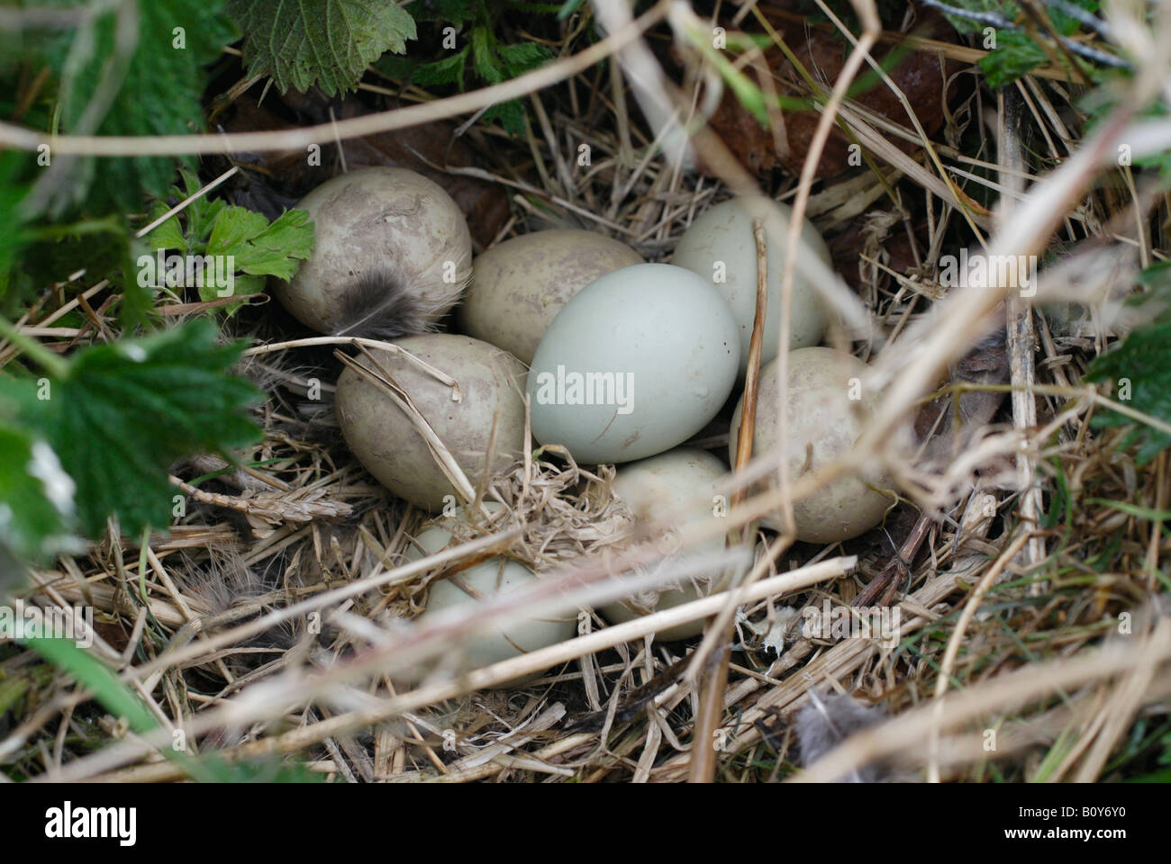 Oeufs de faisan Banque de photographies et d’images à haute résolution ...