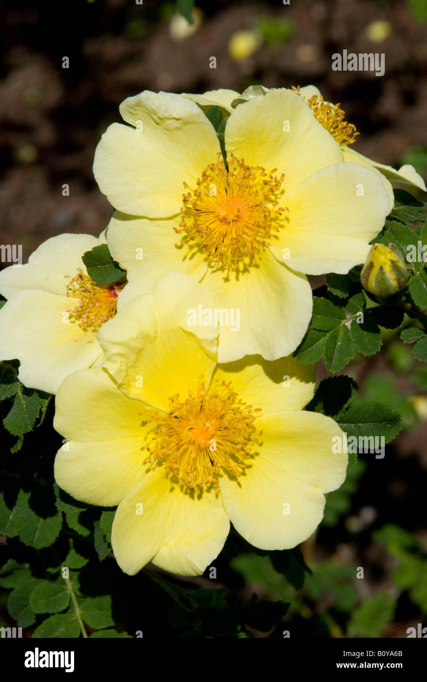 Rose bird Banque de photographies et d’images à haute résolution - Alamy