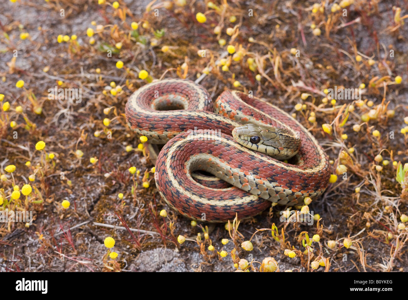 Thamnophis Elegans Terrestris Banque d'image et photos - Alamy