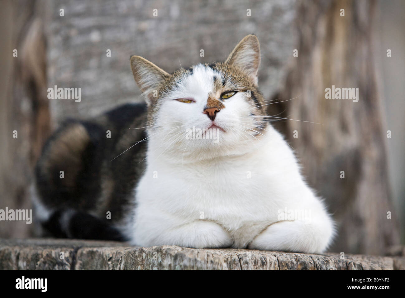 Pleine face du chat Banque de photographies et d’images à haute ...