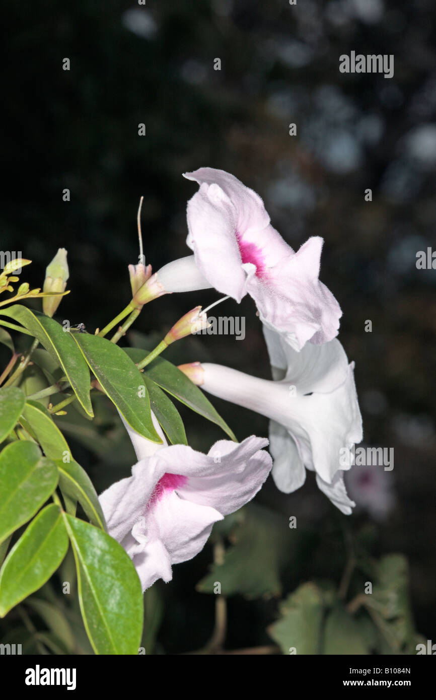 Pandorea jasminoides rosea Banque de photographies et d’images à haute ...