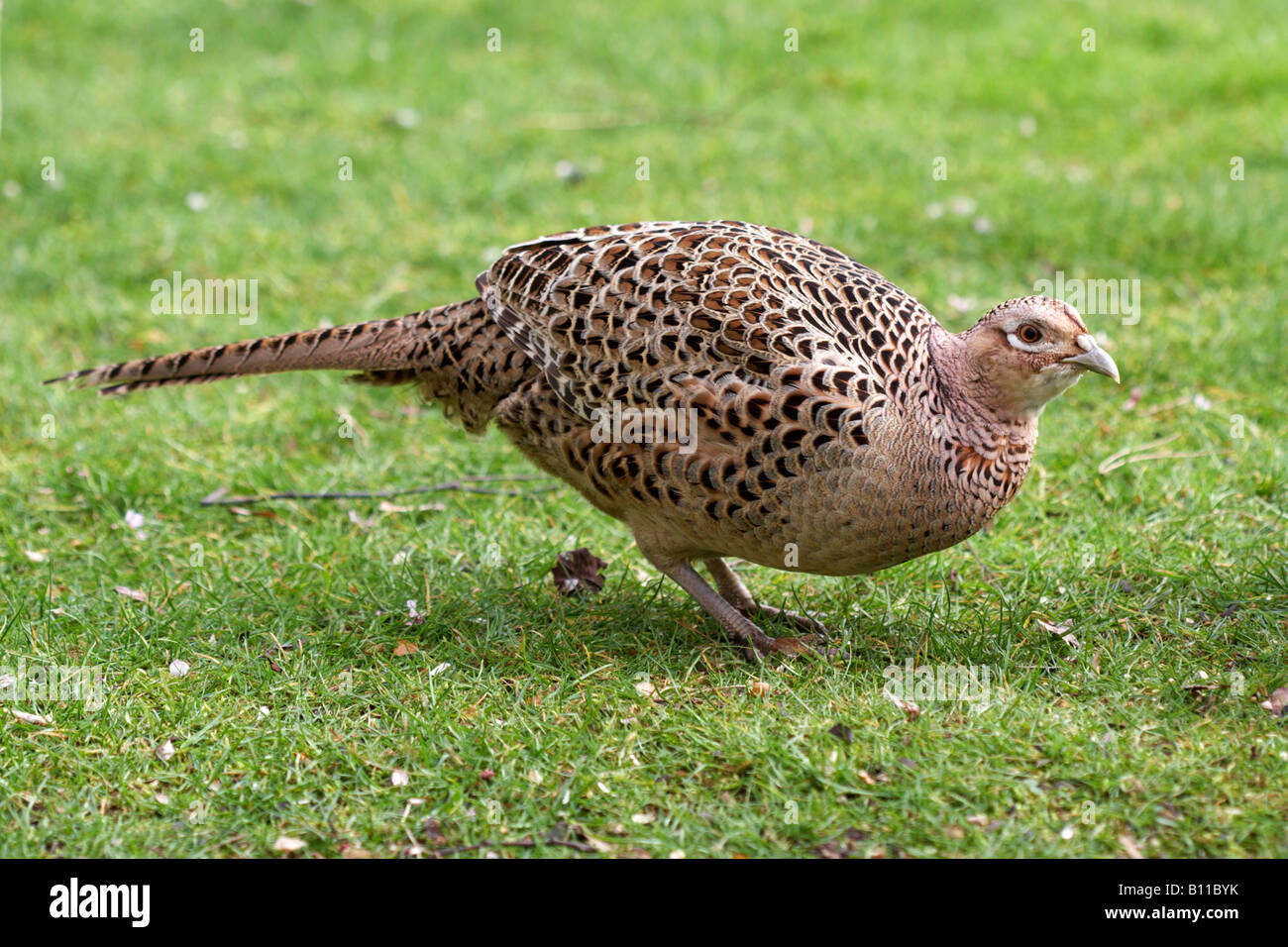 Poule faisan Banque de photographies et d’images à haute résolution - Alamy