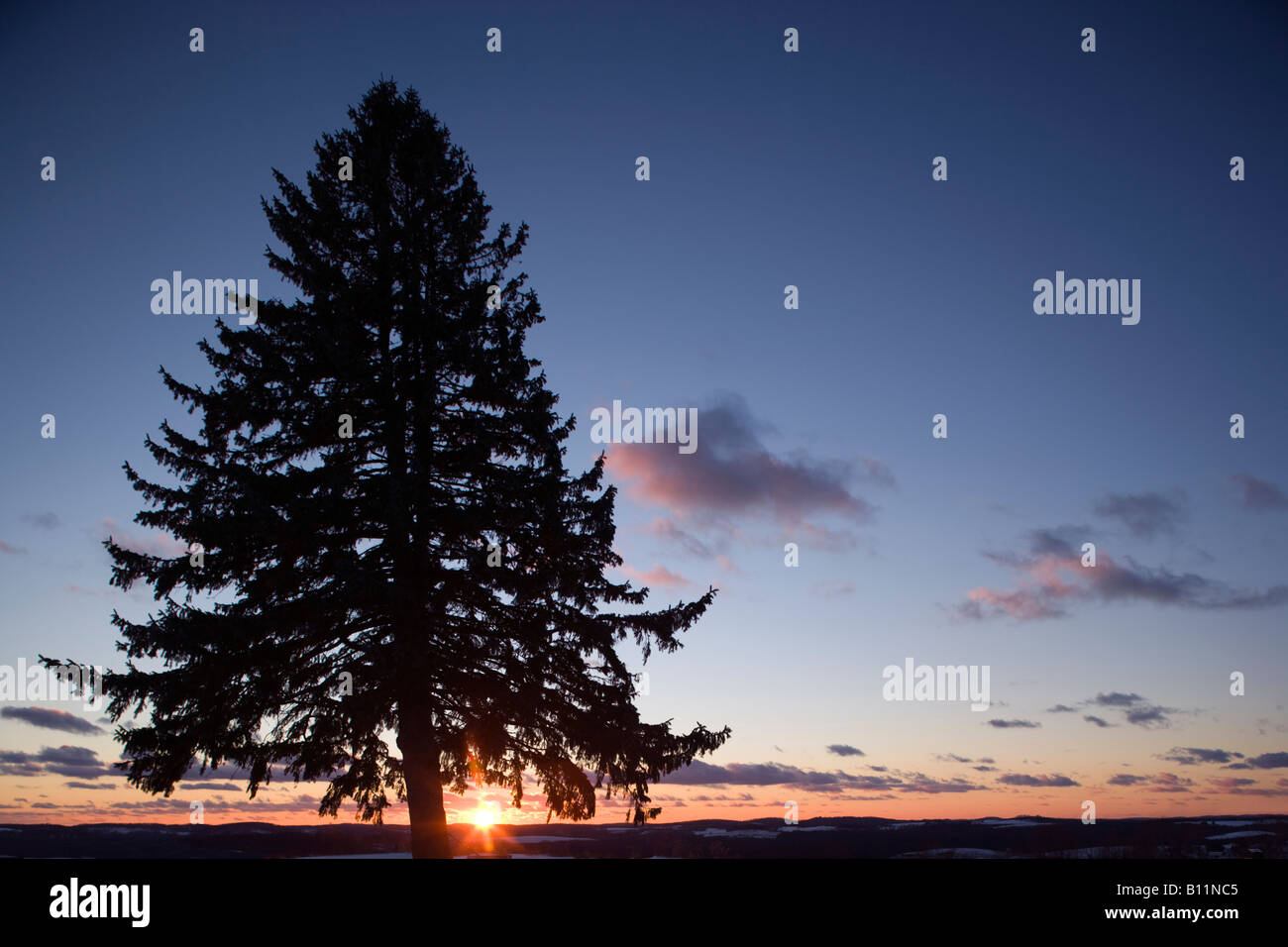 Arbre en sapin Banque de photographies et d’images à haute résolution - Alamy