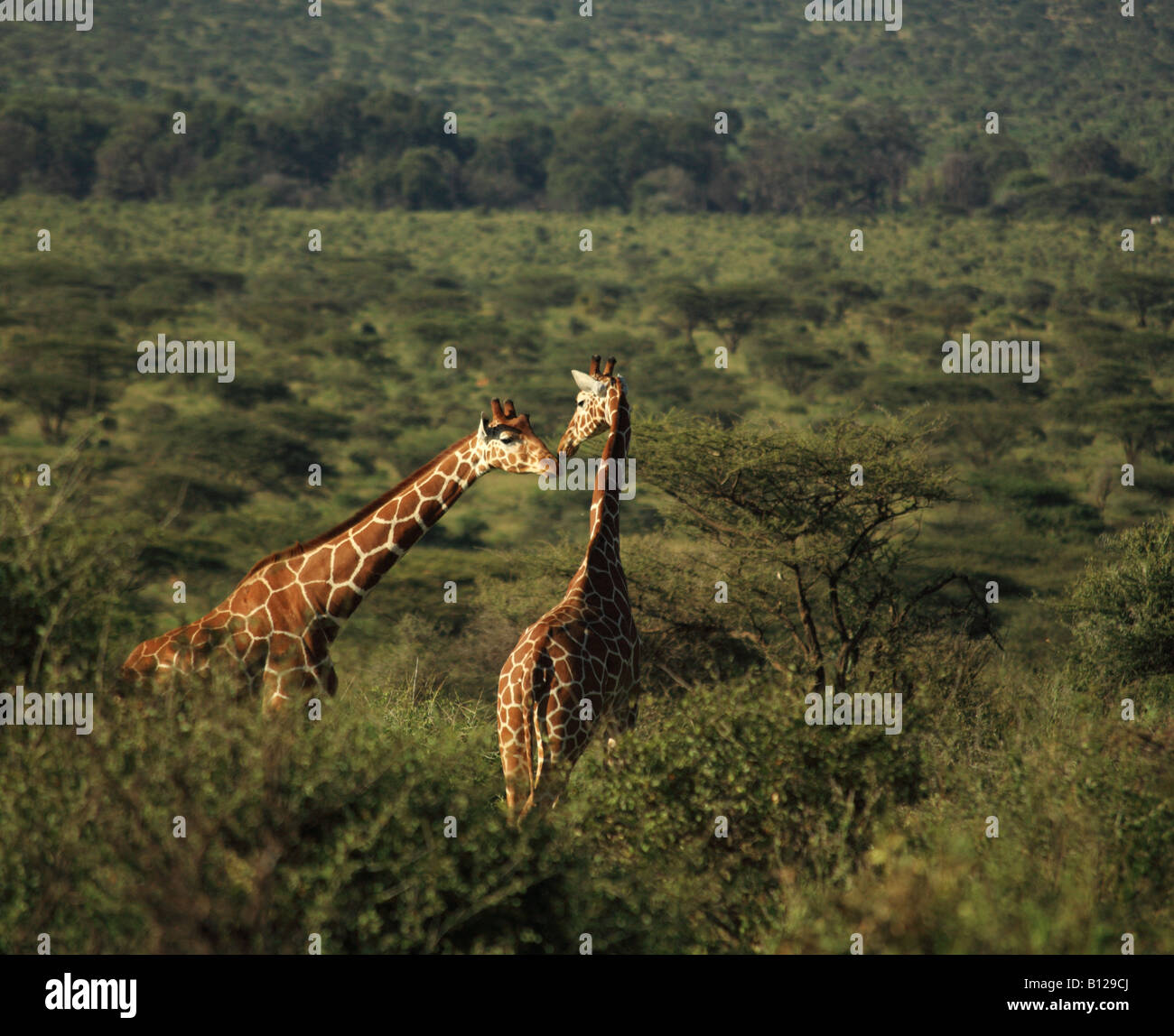 Giraffe mating Banque de photographies et d’images à haute résolution ...