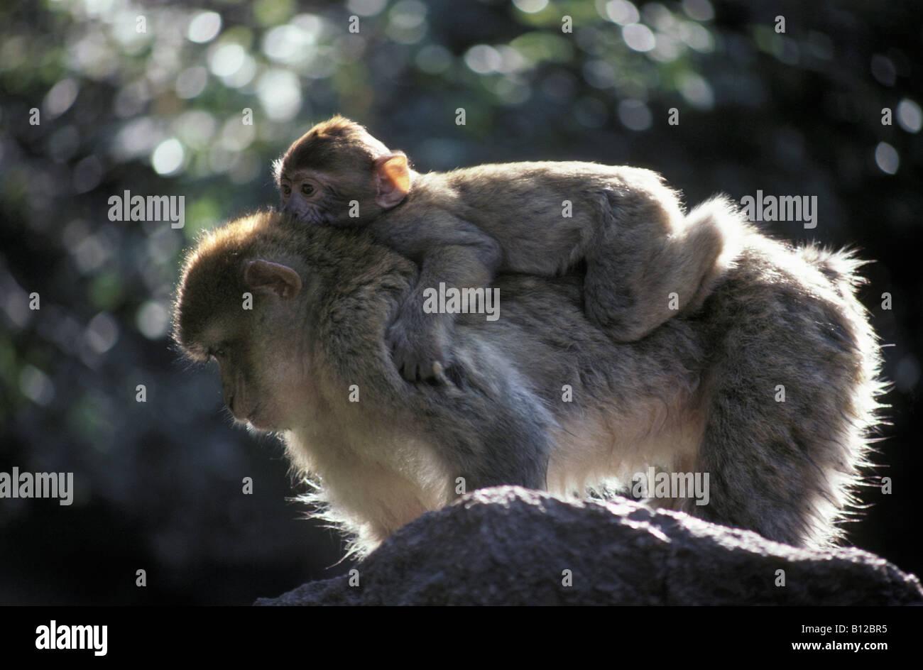 Singe magot moyen atlas Banque de photographies et d’images à haute ...