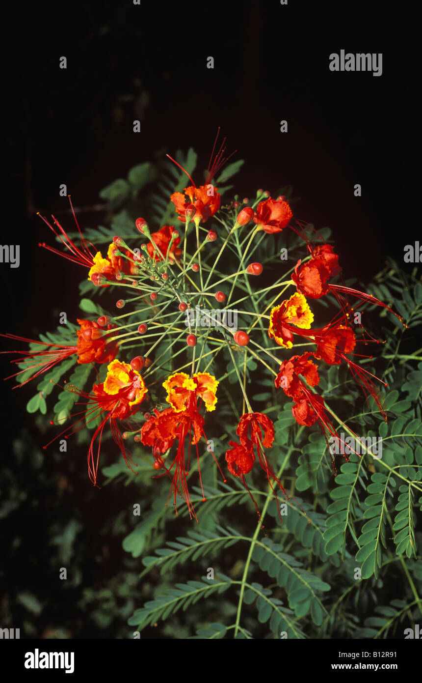Caribbean flamboyant poinciana tree Banque de photographies et d’images ...
