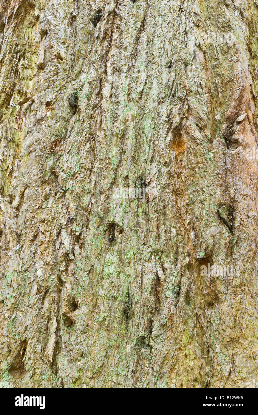 Grand Sapin Abies grandis arbre adulte Perthshire Big Tree Pays Écosse ...